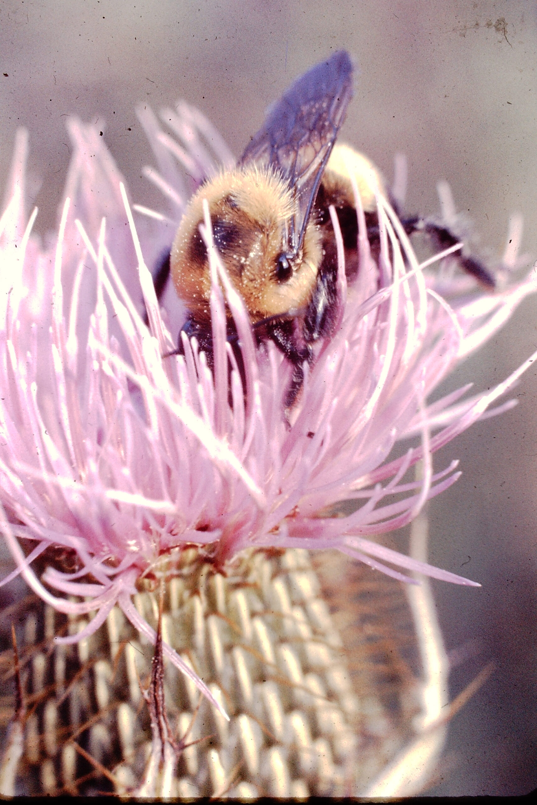 Zeedyk's View: Small creatures in the 1960's - Thinking Like Water