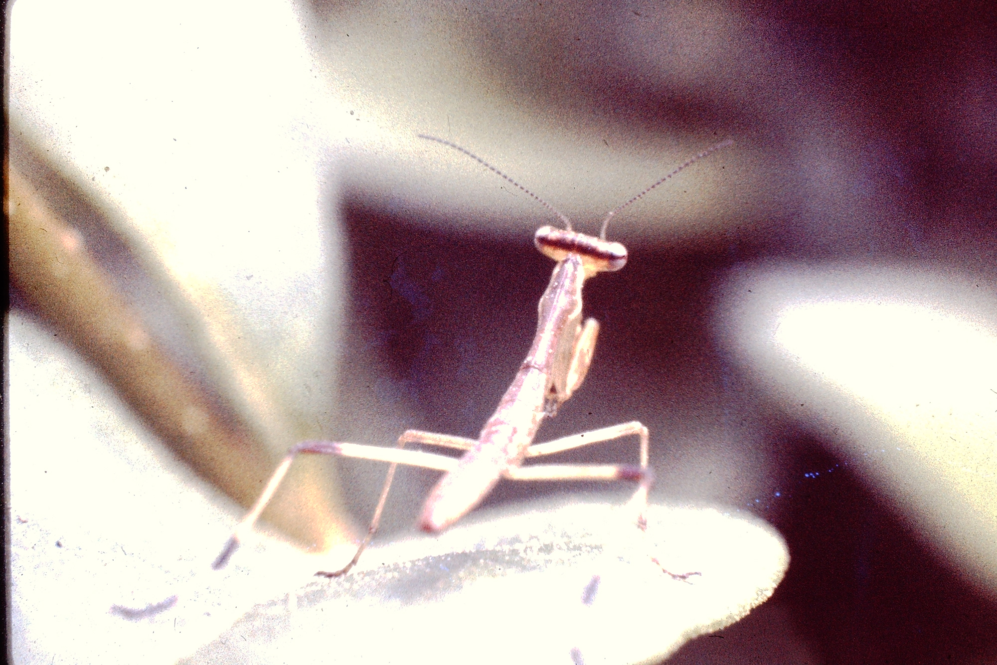 Zeedyk's View: Small creatures in the 1960's - Thinking Like Water