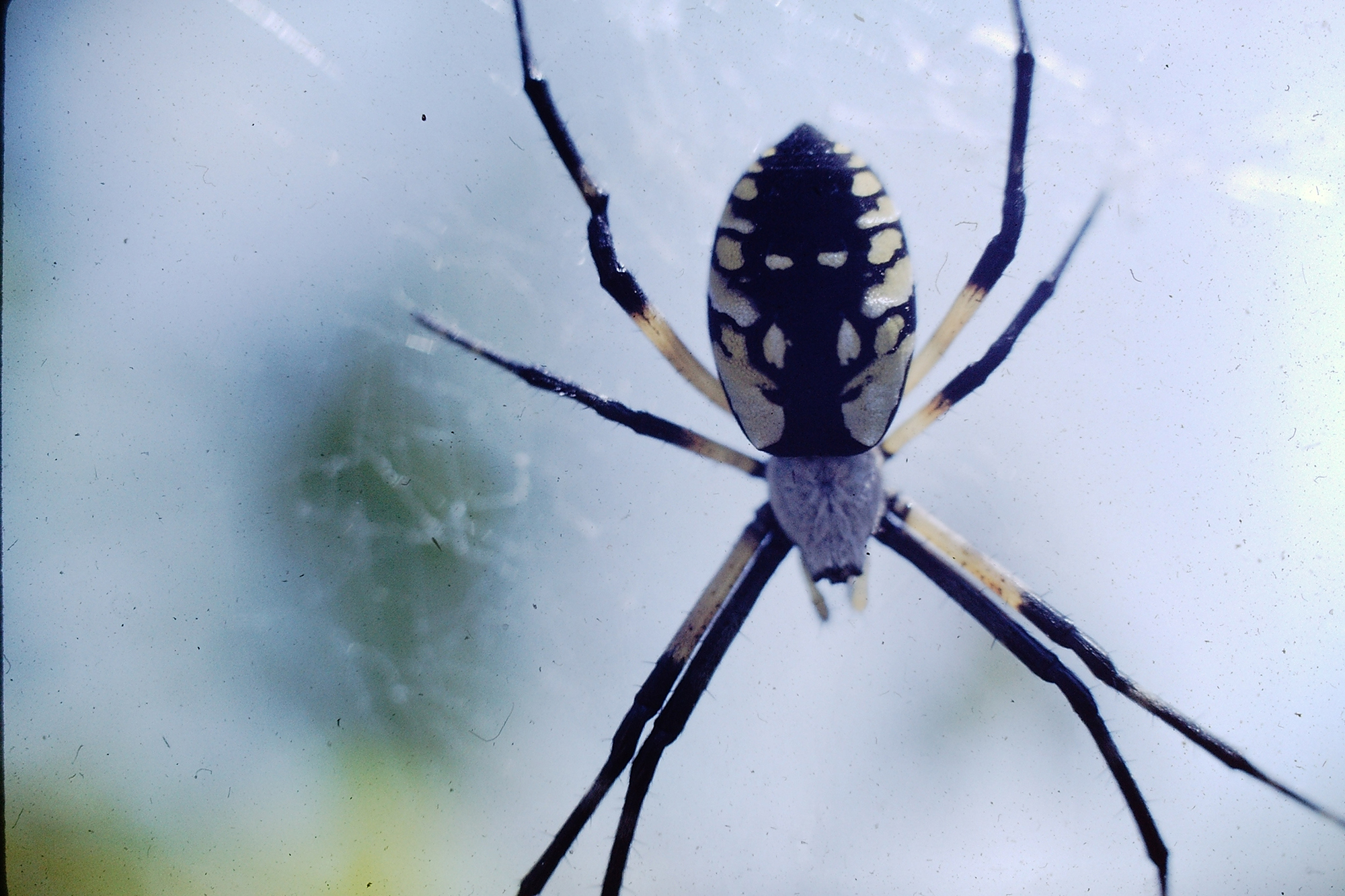 Zeedyk's View: Small creatures in the 1960's - Thinking Like Water