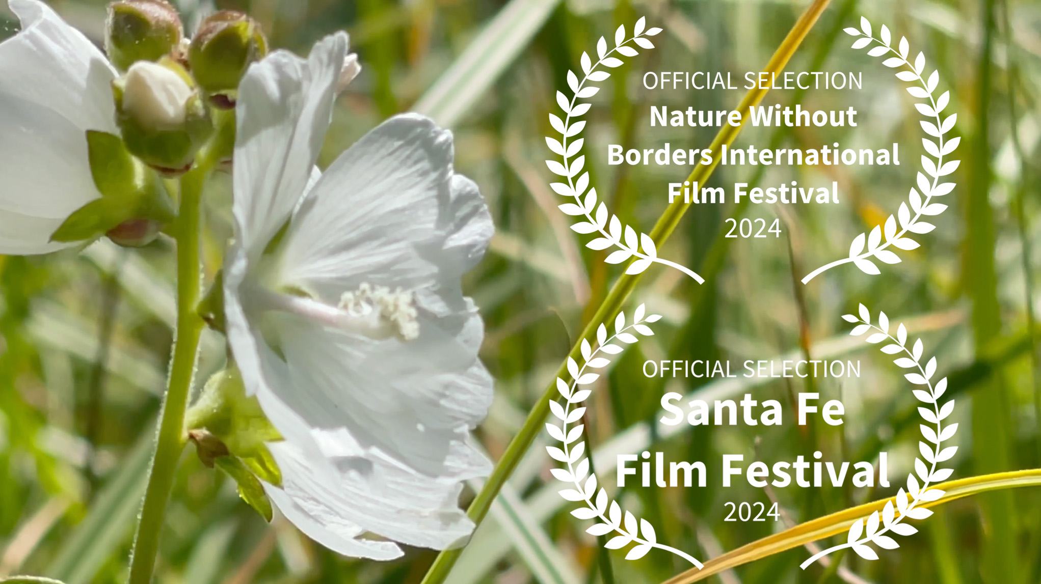 Springtime...Flowers and Festivals! - Thinking Like Water